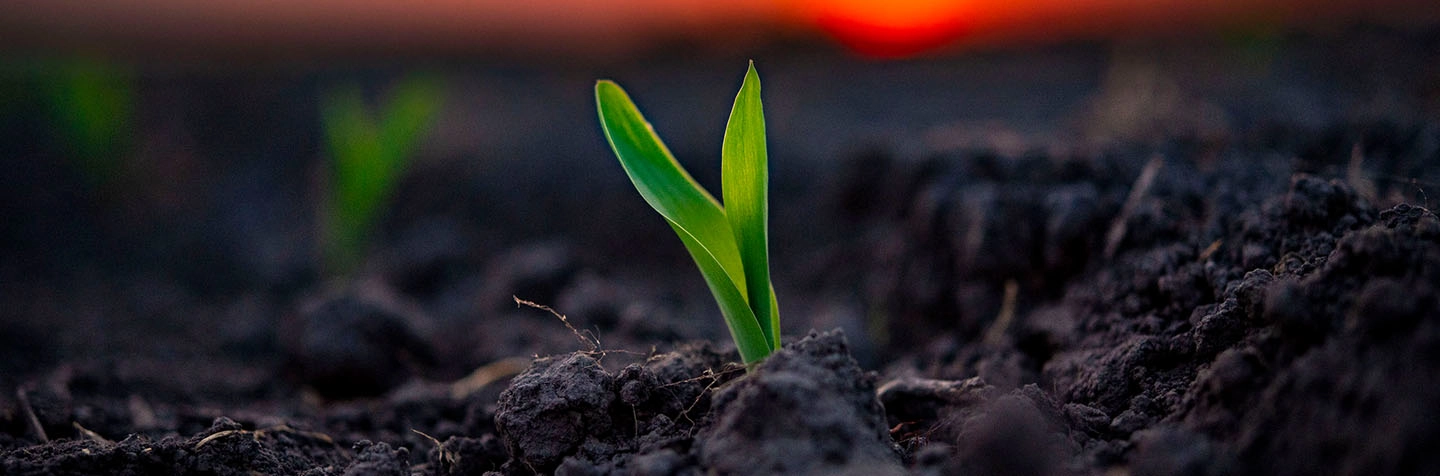 Crop Nutrition - Rosen's Inc